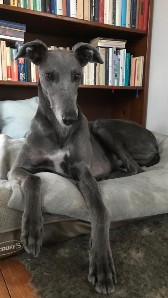 Greyhound, Streuner & Co. – Wir helfen Greyhounds und Streunern in Not